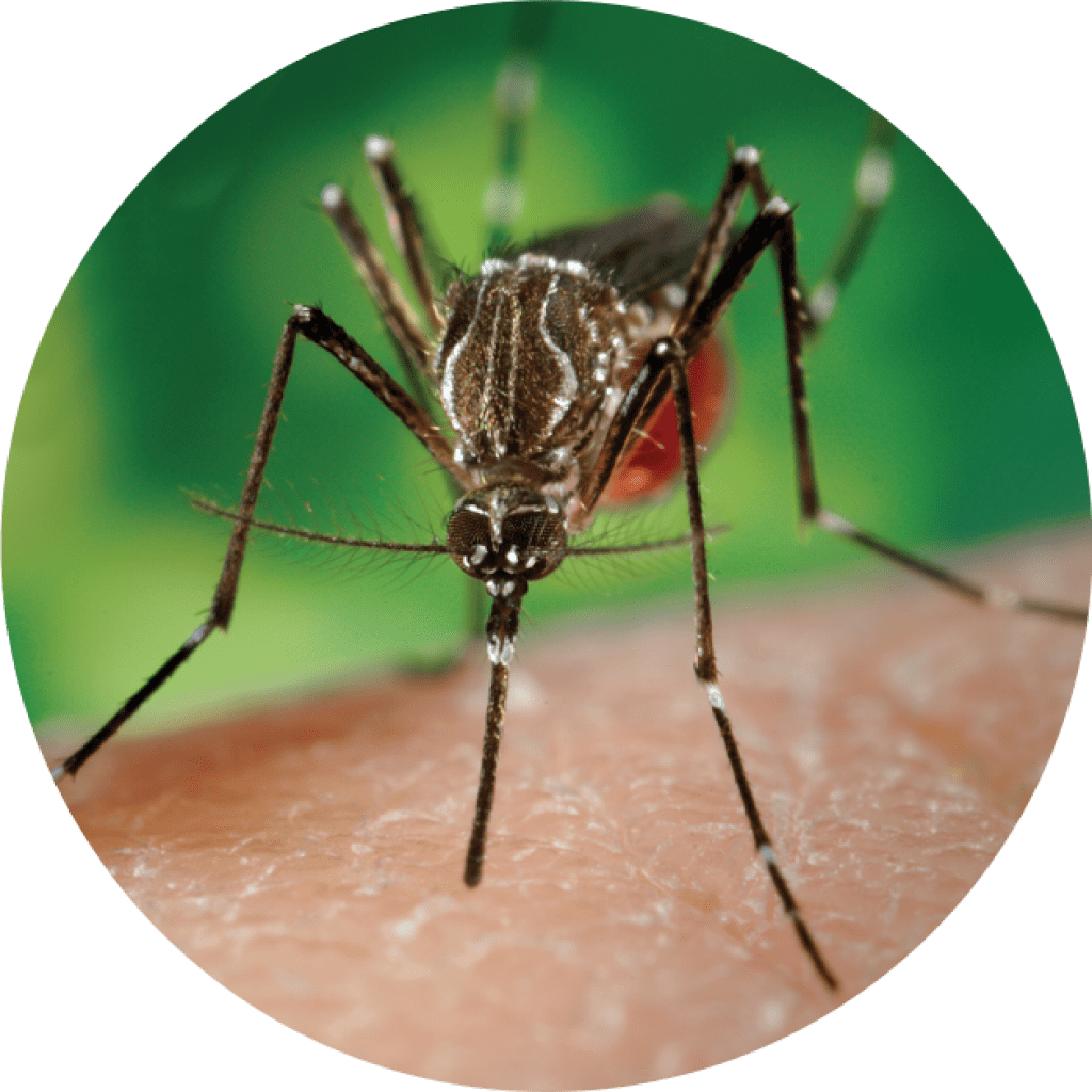 Mosquito & Vector Control - Sacramento-Yolo Mosquito & Vector Control