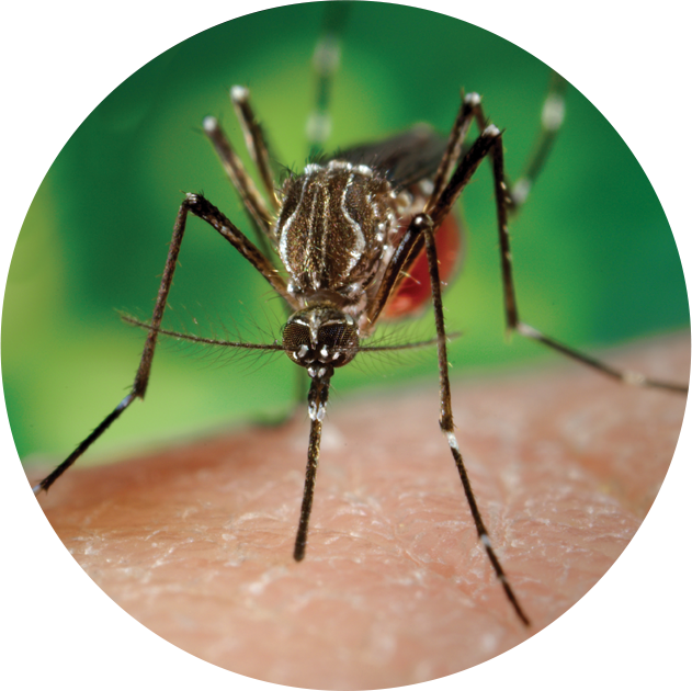 Invasive Mosquito Species - Sacramento-Yolo Mosquito & Vector Control