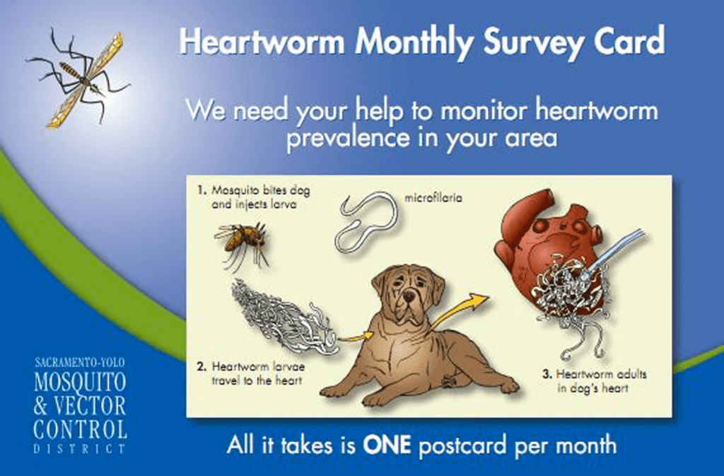CANINE HEARTWORM SURVEILLANCE – Sacramento-Yolo Mosquito & Vector Control