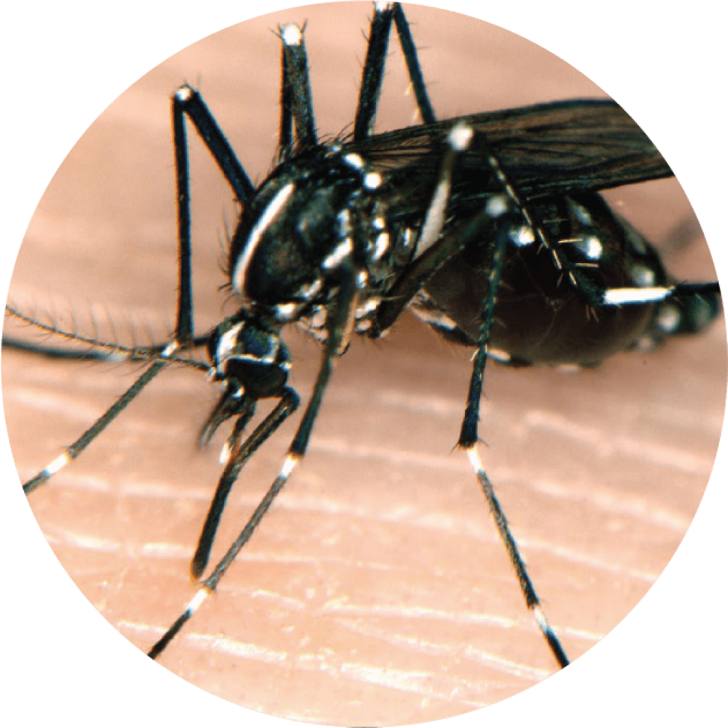 Invasive Mosquito Species - Sacramento-Yolo Mosquito & Vector Control