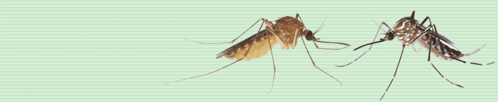 Invasive Mosquito Species - Sacramento-Yolo Mosquito & Vector Control