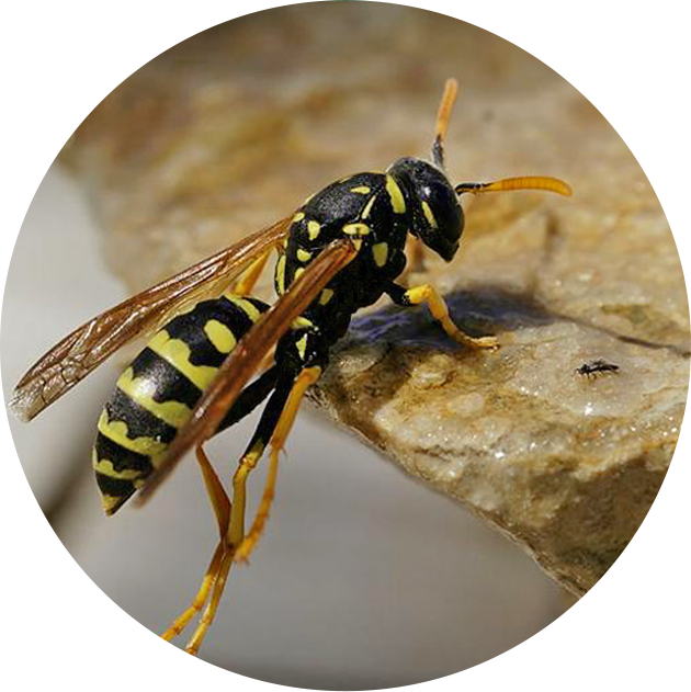 YELLOWJACKETS AND PAPER WASPS - Sacramento-Yolo Mosquito & Vector Control