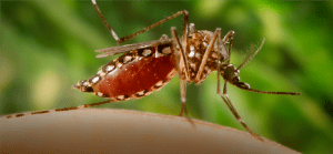 Home - Sacramento-Yolo Mosquito & Vector Control