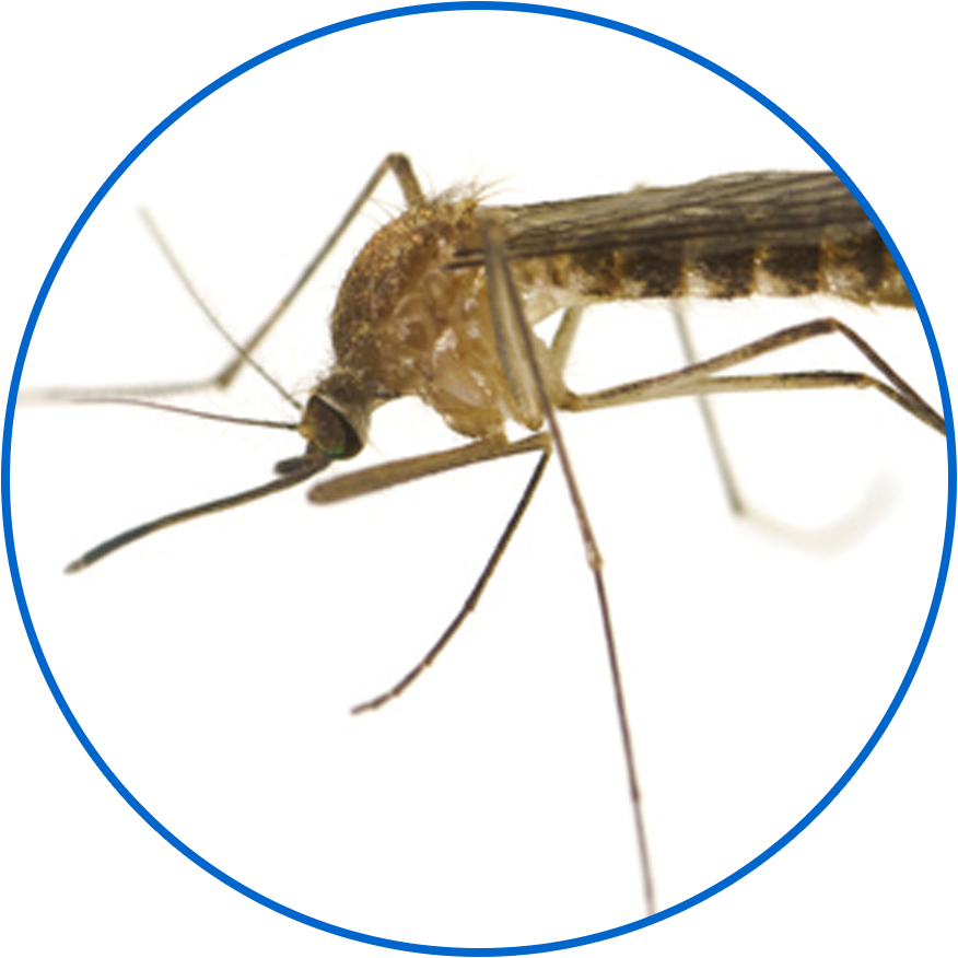 WNV ACTIVITY MAP - Sacramento-Yolo Mosquito & Vector Control