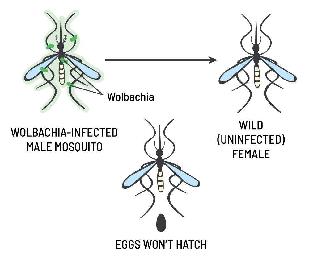 SIT BULLETIN - Sacramento-Yolo Mosquito & Vector Control