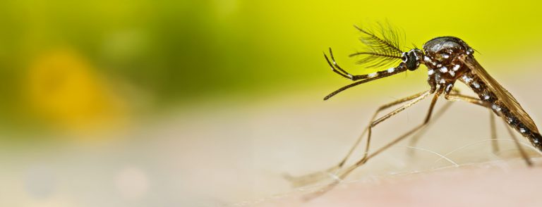 Sacramento-Yolo Mosquito & Vector Control | Mosquito Removal